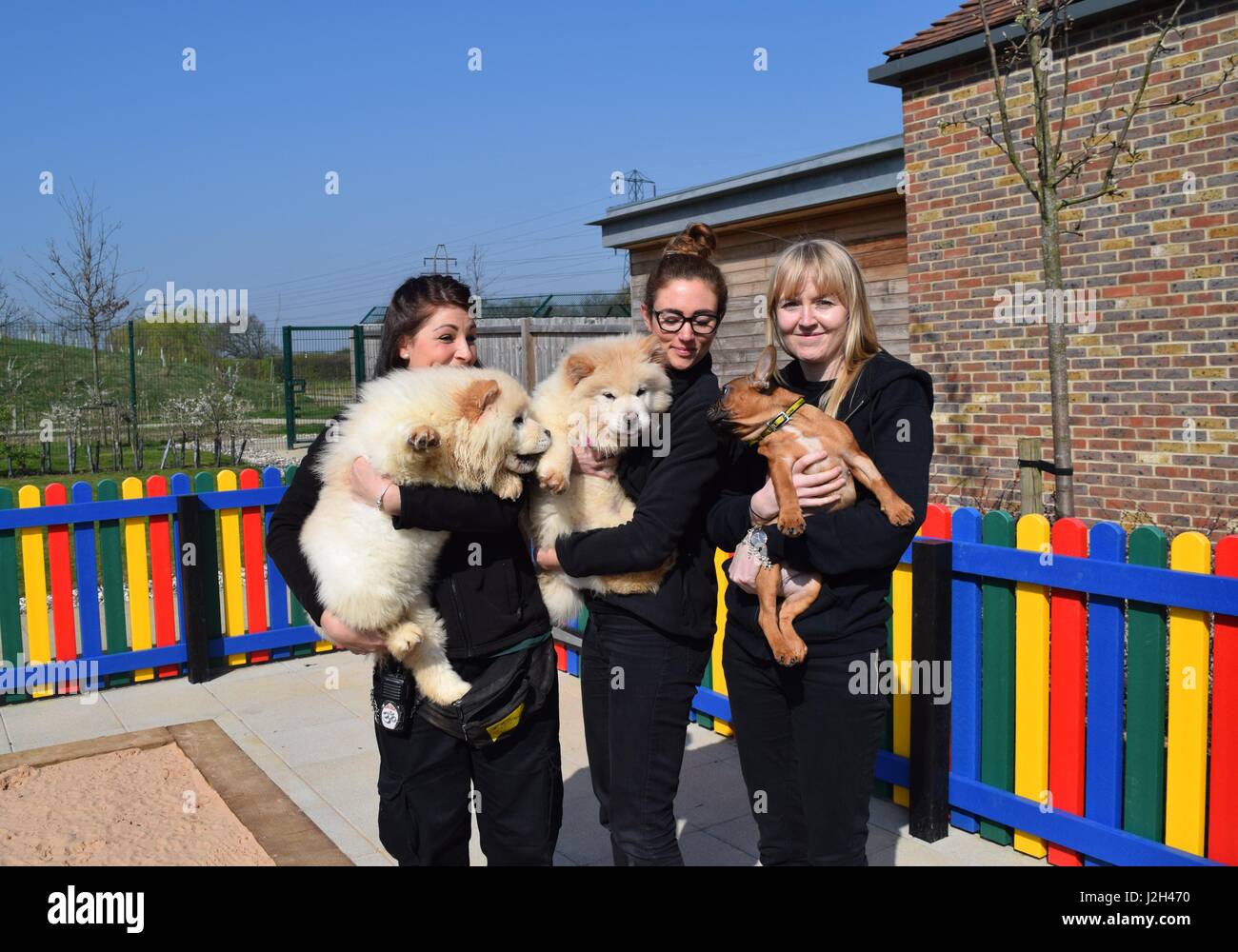 A Wickford-based dog charity has unveiled a new puppy playground ...