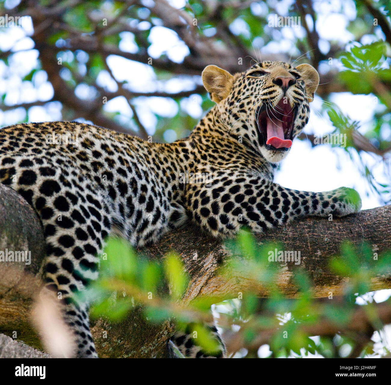 Leopard lying on a tree and yawns. National Park. Kenya. Tanzania ...
