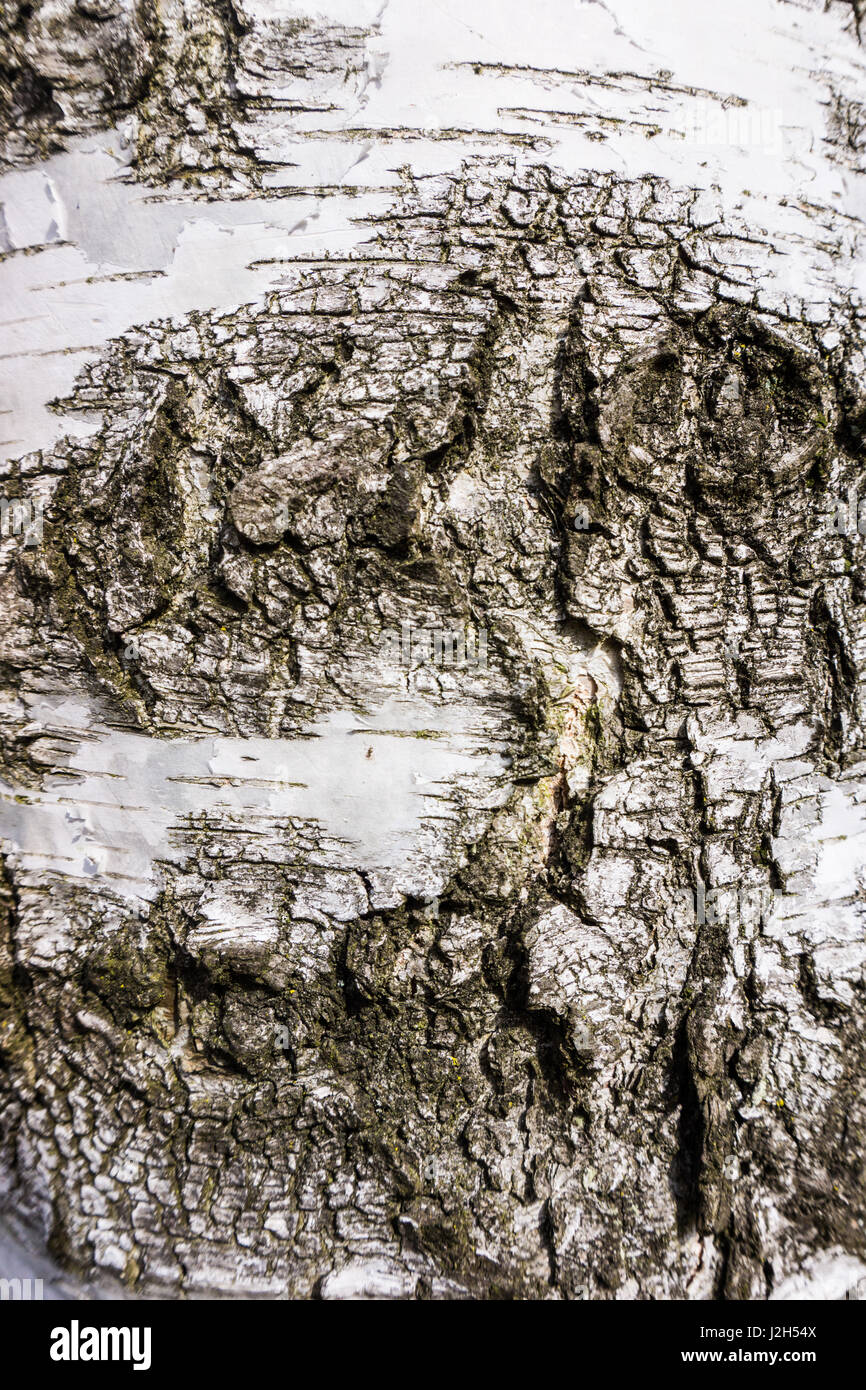 Texture of birch bark Stock Photo - Alamy