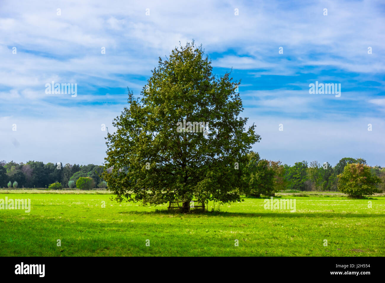 Field,tree and blue sky. oak tree Stock Photo - Alamy