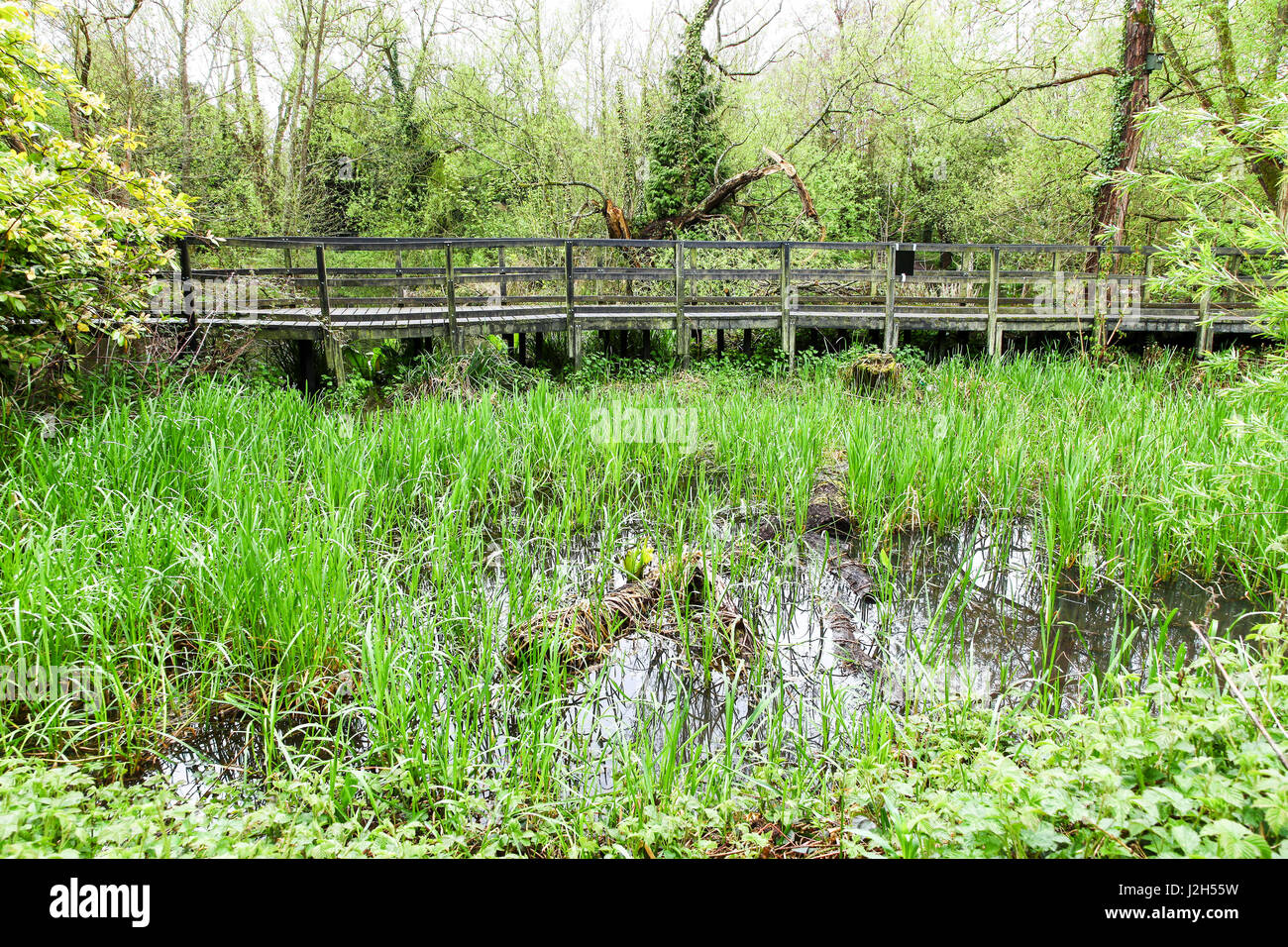 The elevated boardwalk at the Wolseley Centre, Staffordshire Wildlife ...