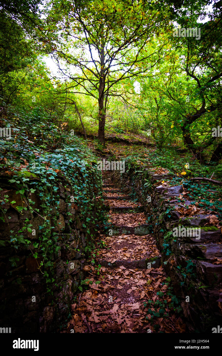 Stone stairs in green forest. Climbing trail with stone steps Stock ...