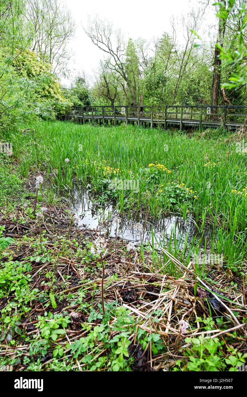 The elevated boardwalk at the Wolseley Centre, Staffordshire Wildlife ...
