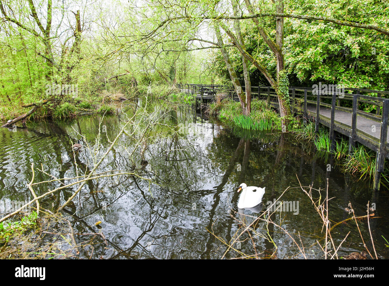 The elevated boardwalk at the Wolseley Centre, Staffordshire Wildlife ...