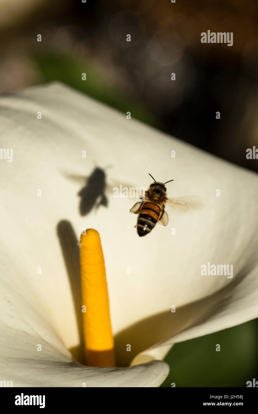 White Lilly with Bee Stock Photo - Alamy