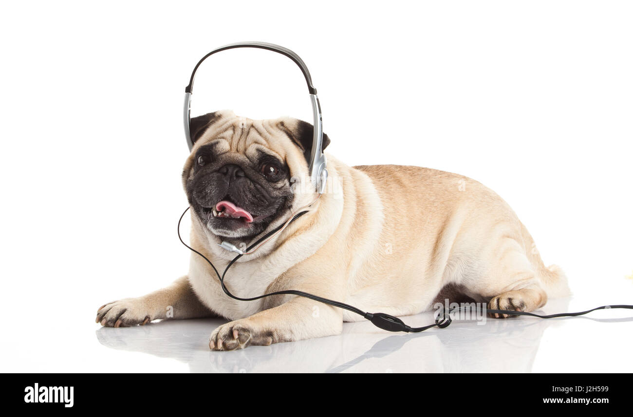dog with headphones Stock Photo - Alamy