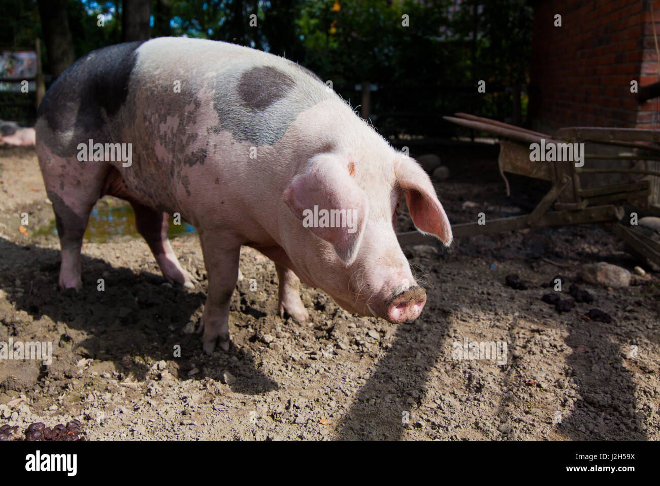 big pig on a farm Stock Photo - Alamy