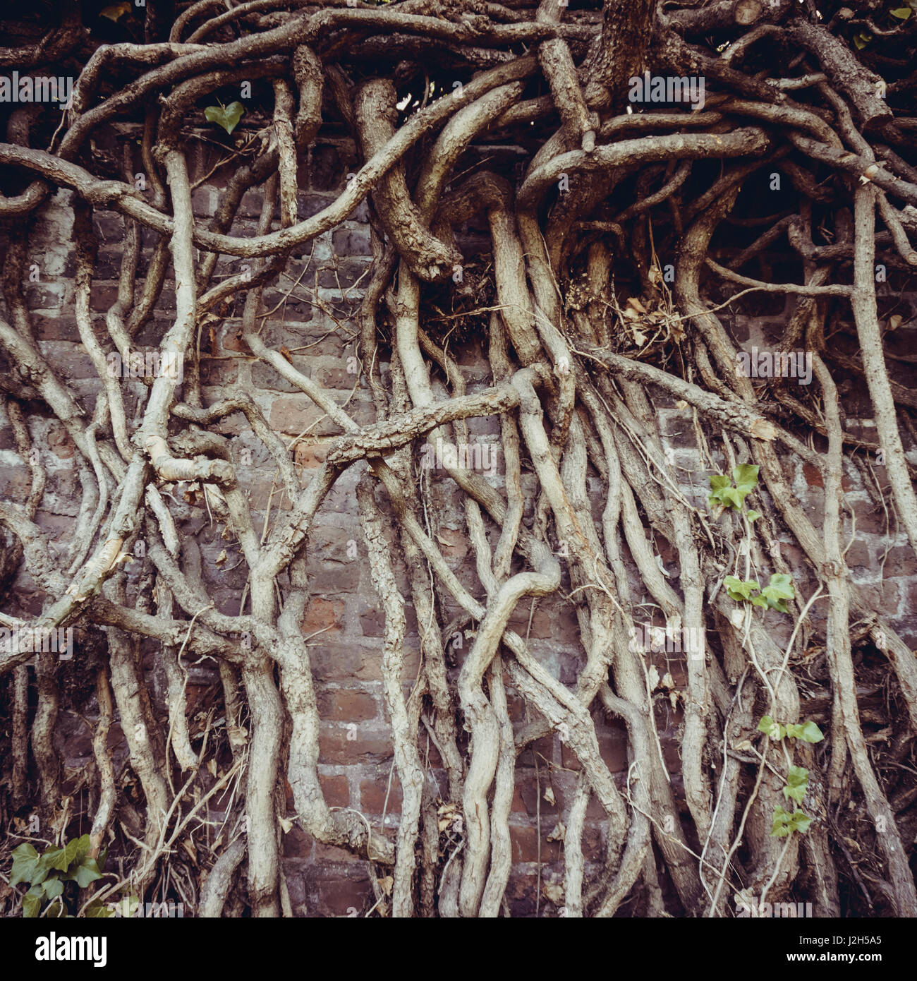 big tree root. Roots of old tree Stock Photo - Alamy