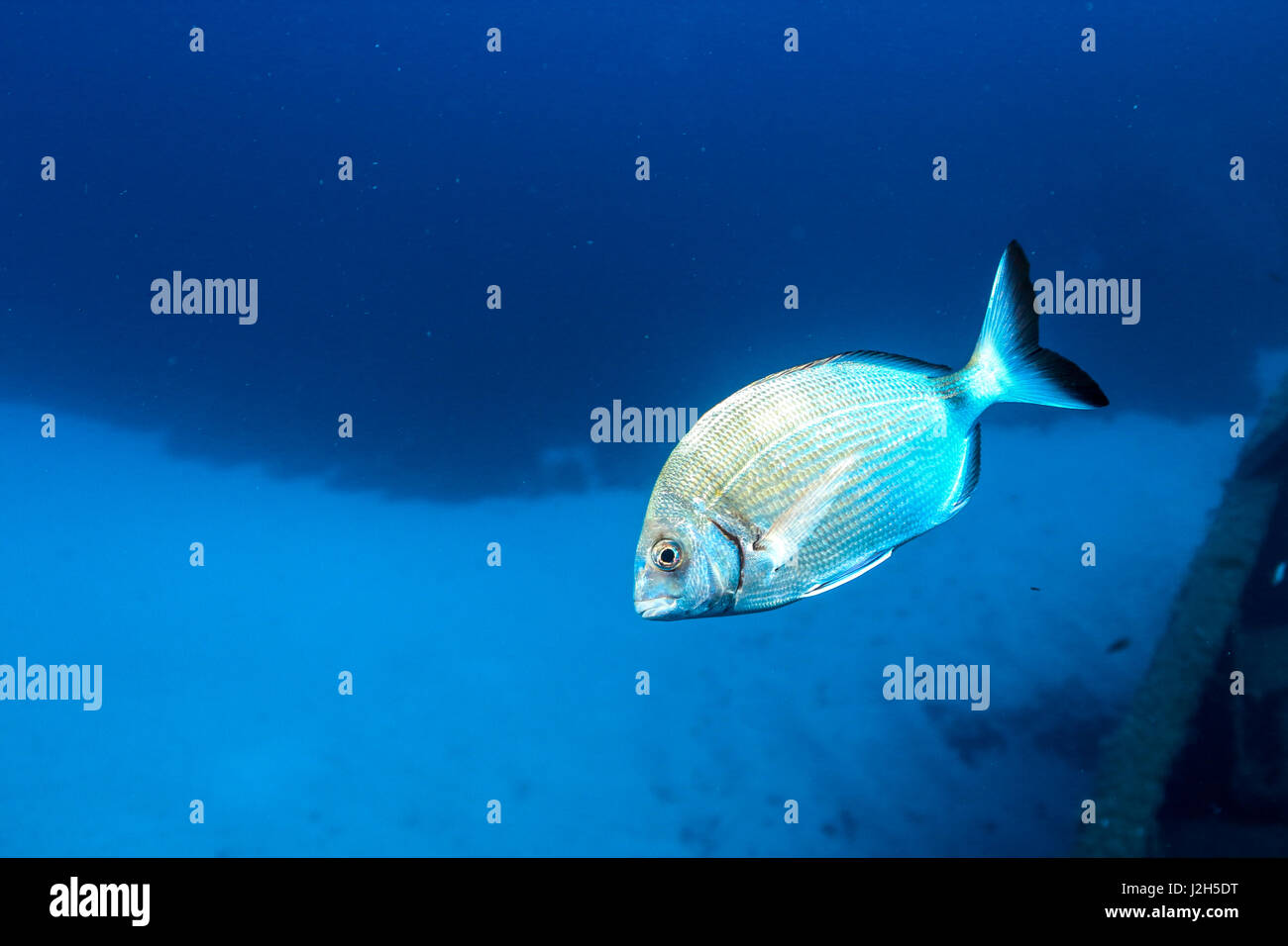 Mediterranean reef fish hi-res stock photography and images - Alamy