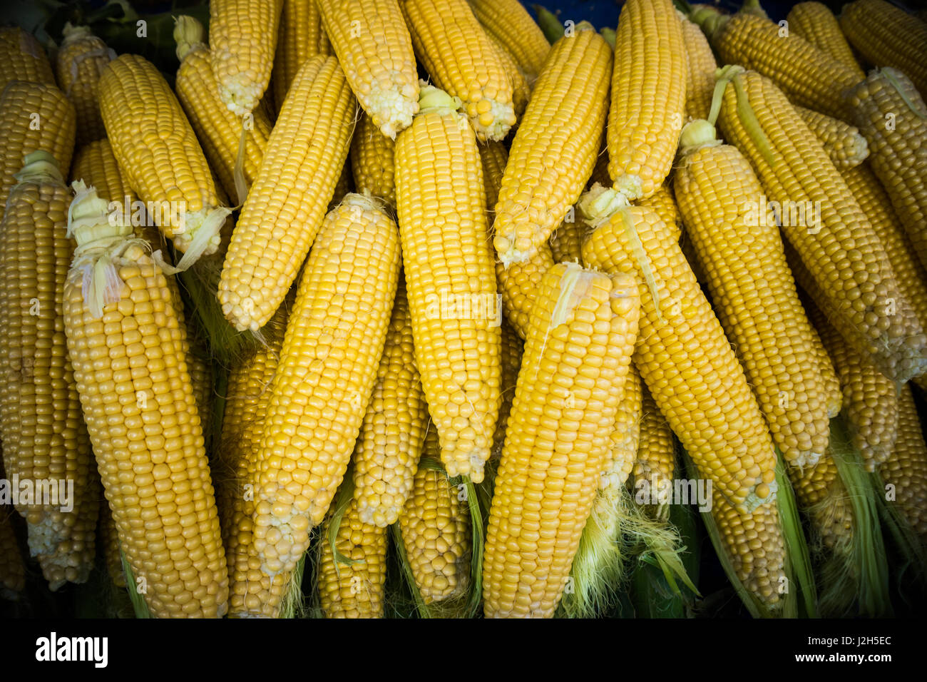 Grains of ripe corn.Raw corn, Fresh corn Stock Photo - Alamy