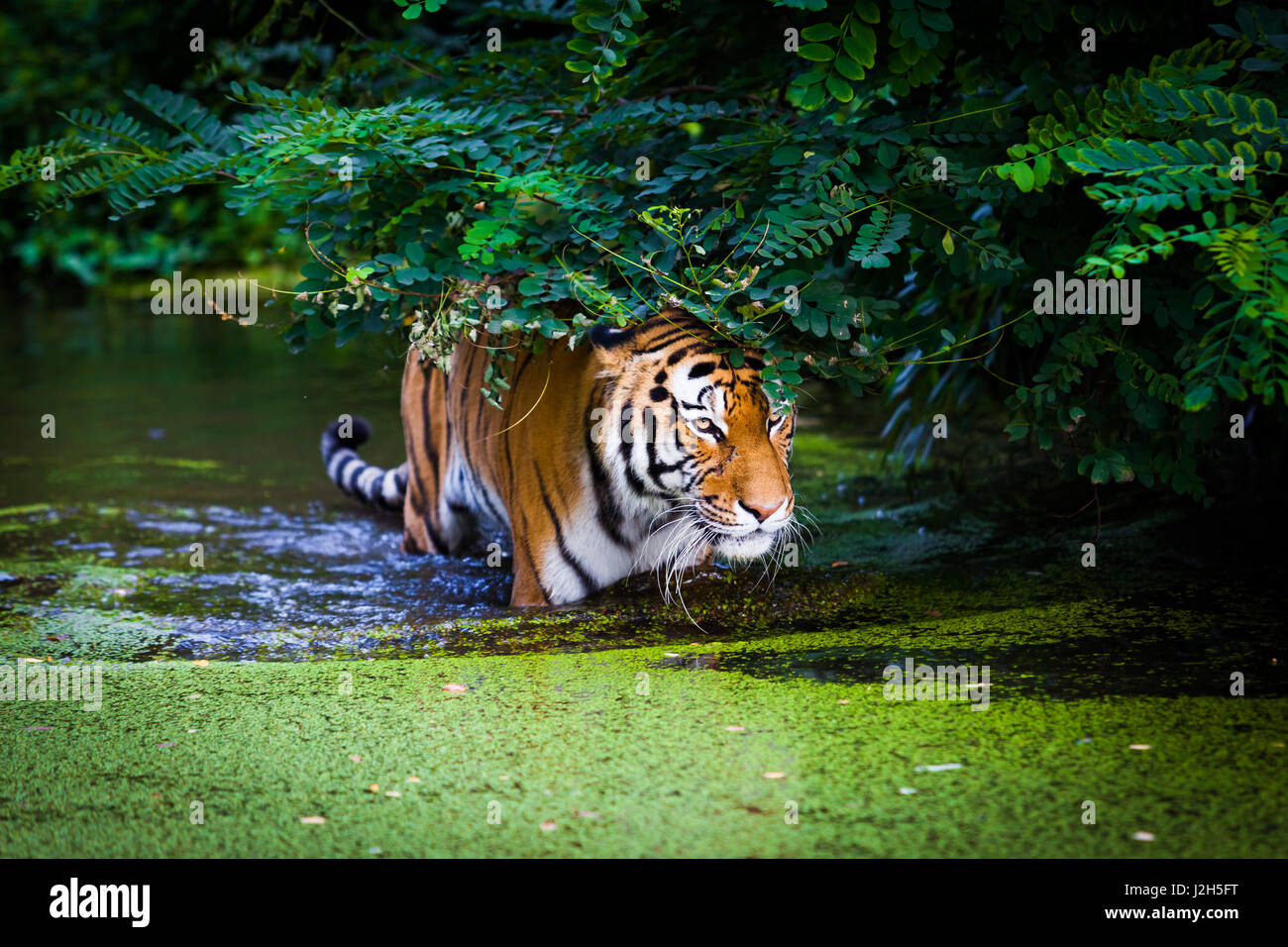 Tiger in water Stock Photo - Alamy