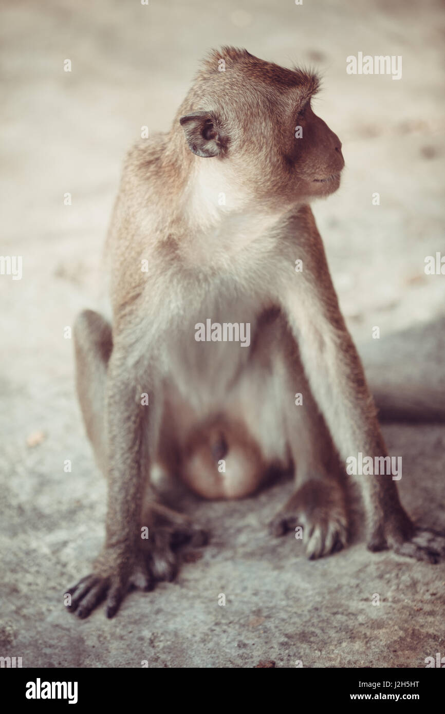 Mohawk monkey hi-res stock photography and images - Alamy