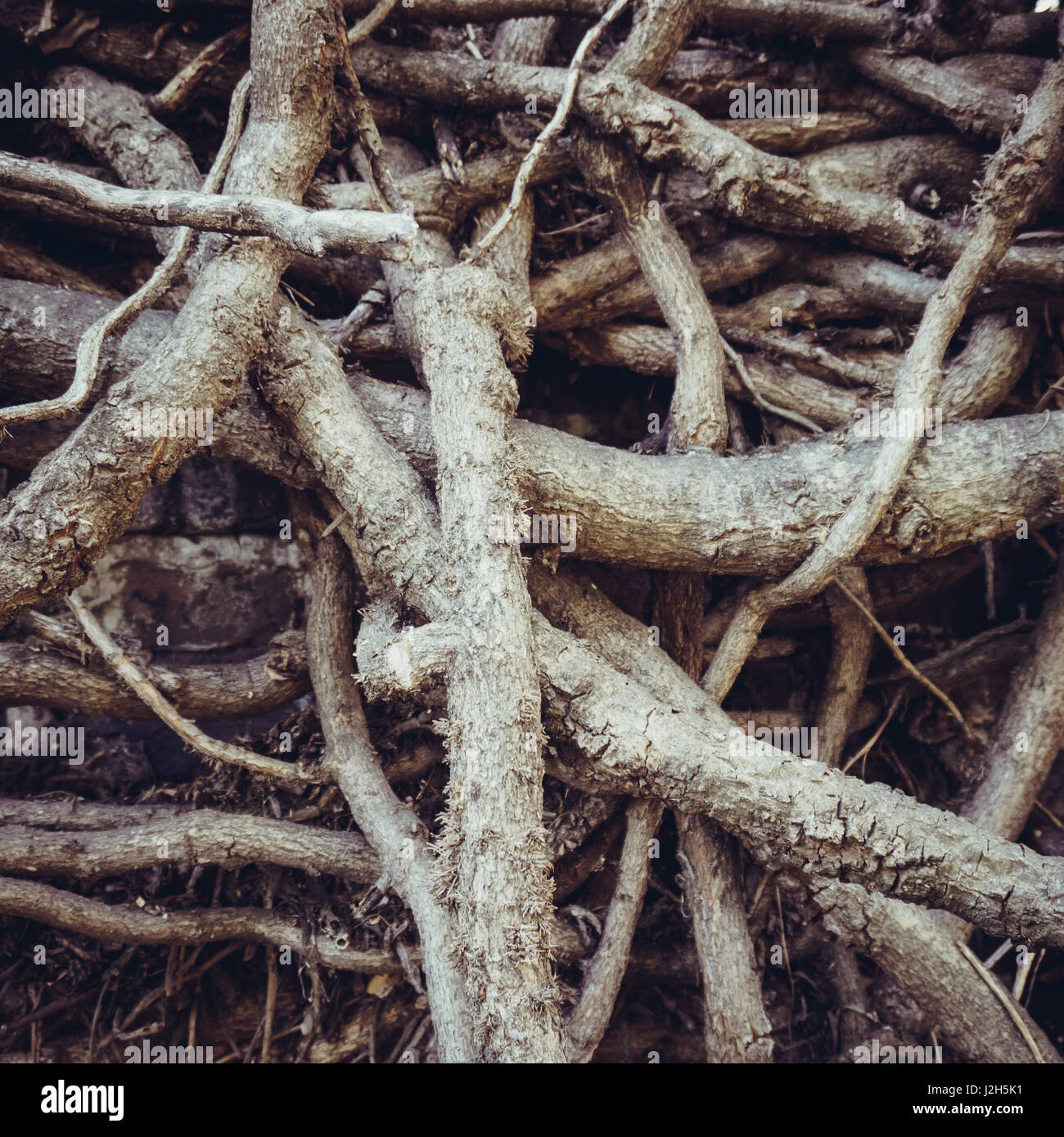 big tree root. Roots of old tree Stock Photo - Alamy