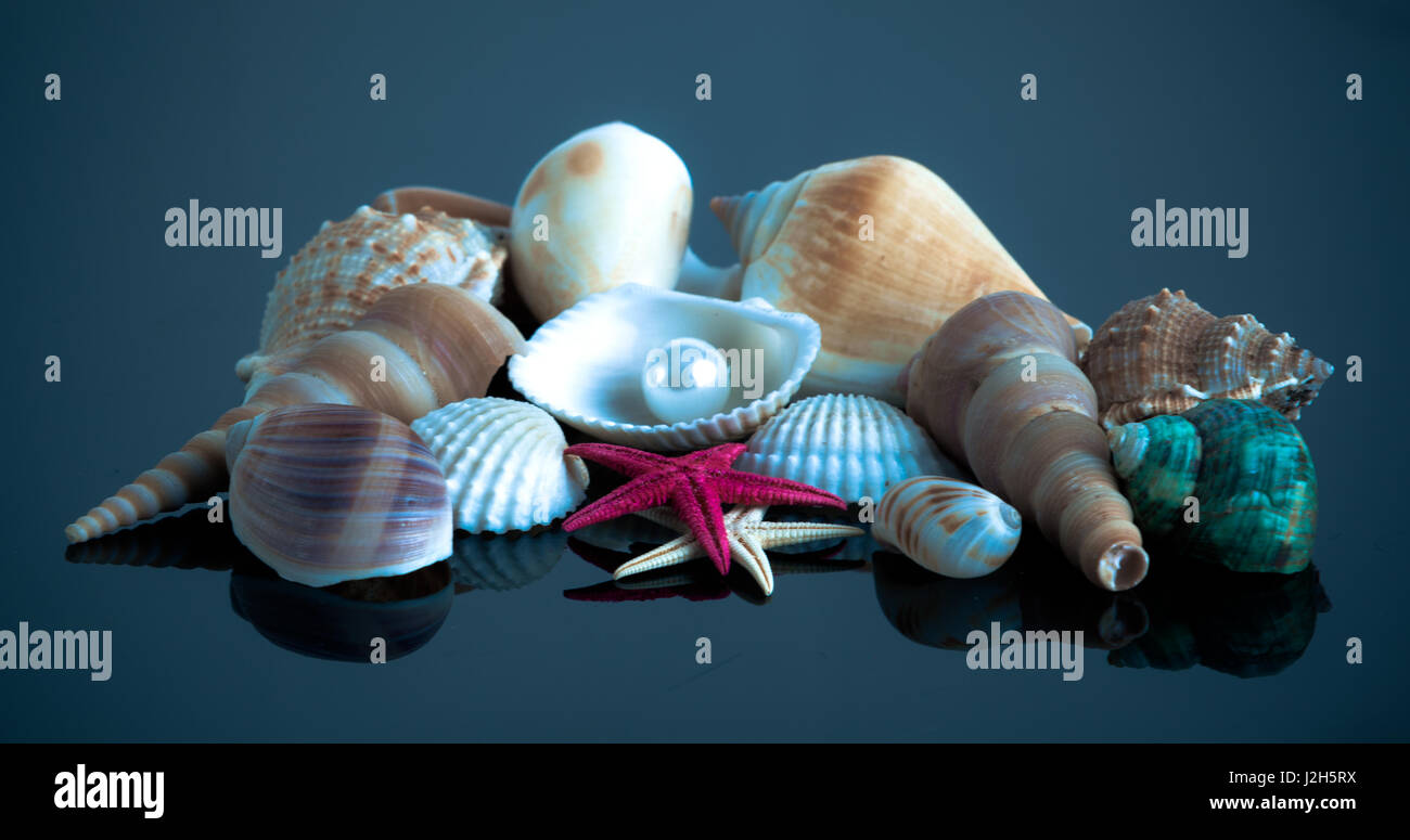Sea shells. Seashell collection Stock Photo - Alamy