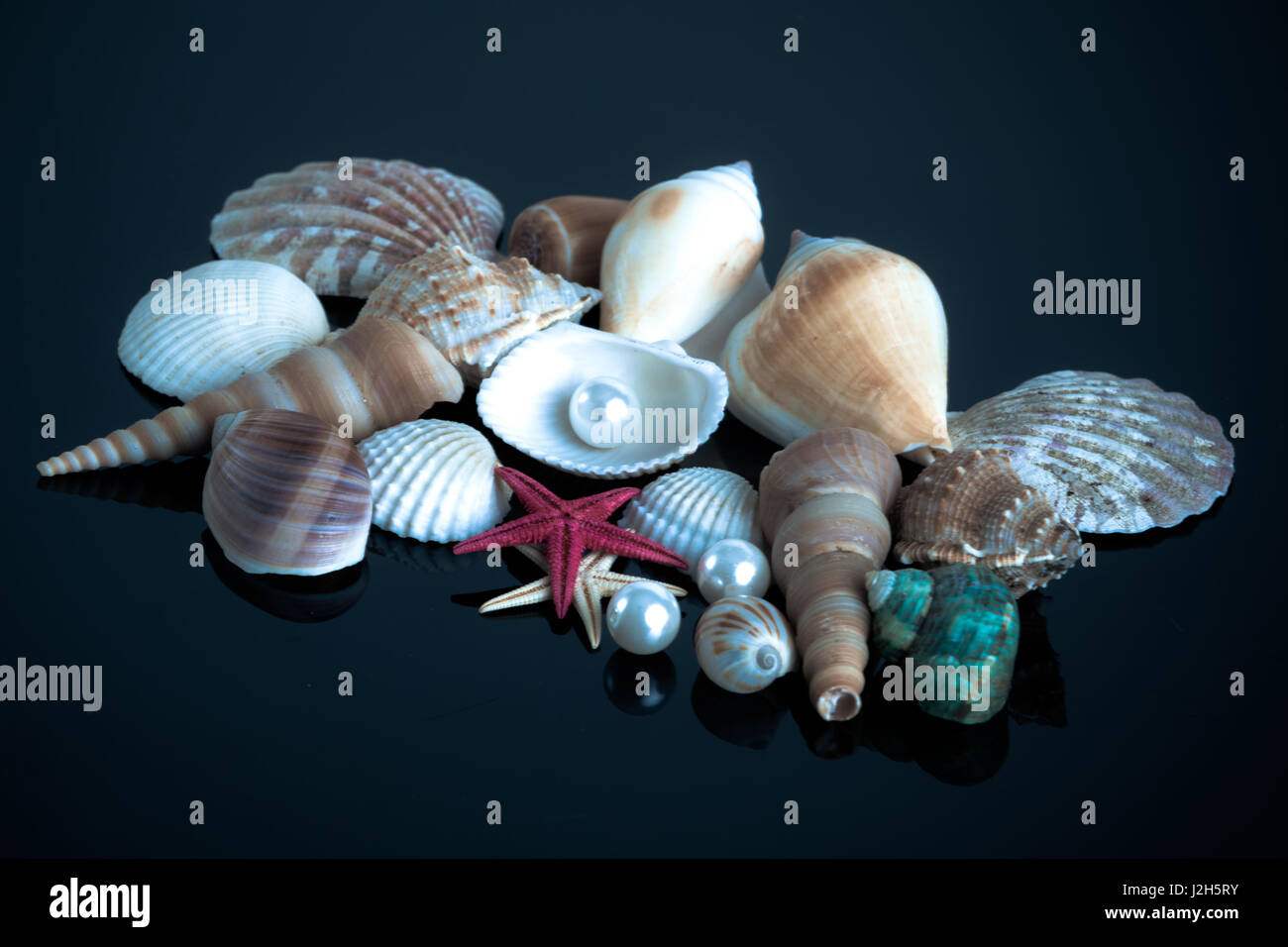 Sea shells. Seashell collection Stock Photo - Alamy
