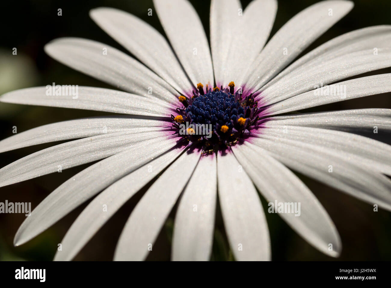 Simple white flower Stock Photo - Alamy