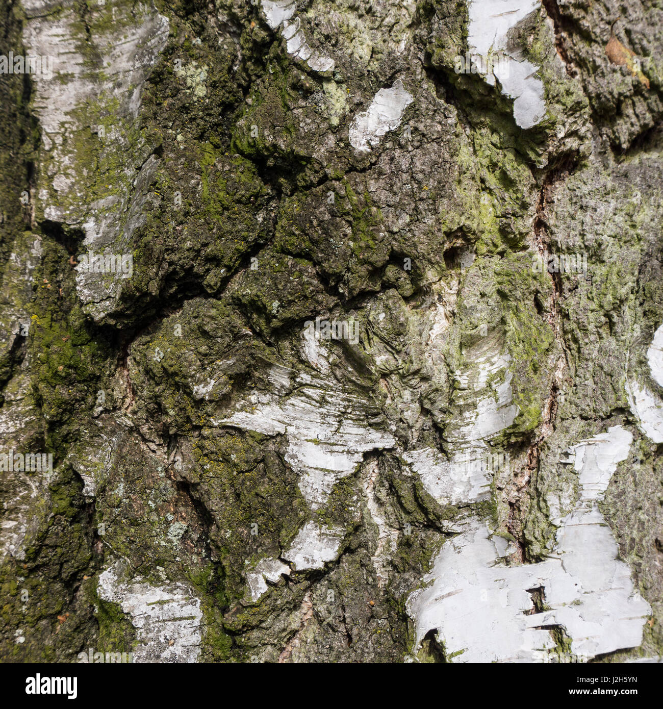 birch bark texture background Stock Photo - Alamy