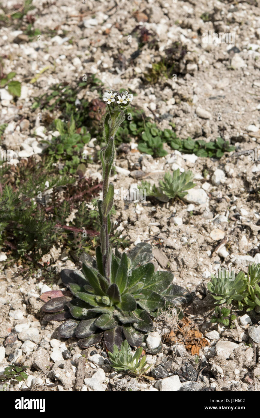 Hairy Rock Cress, Arabis hirsuta, Surrey, UK Stock Photo - Alamy