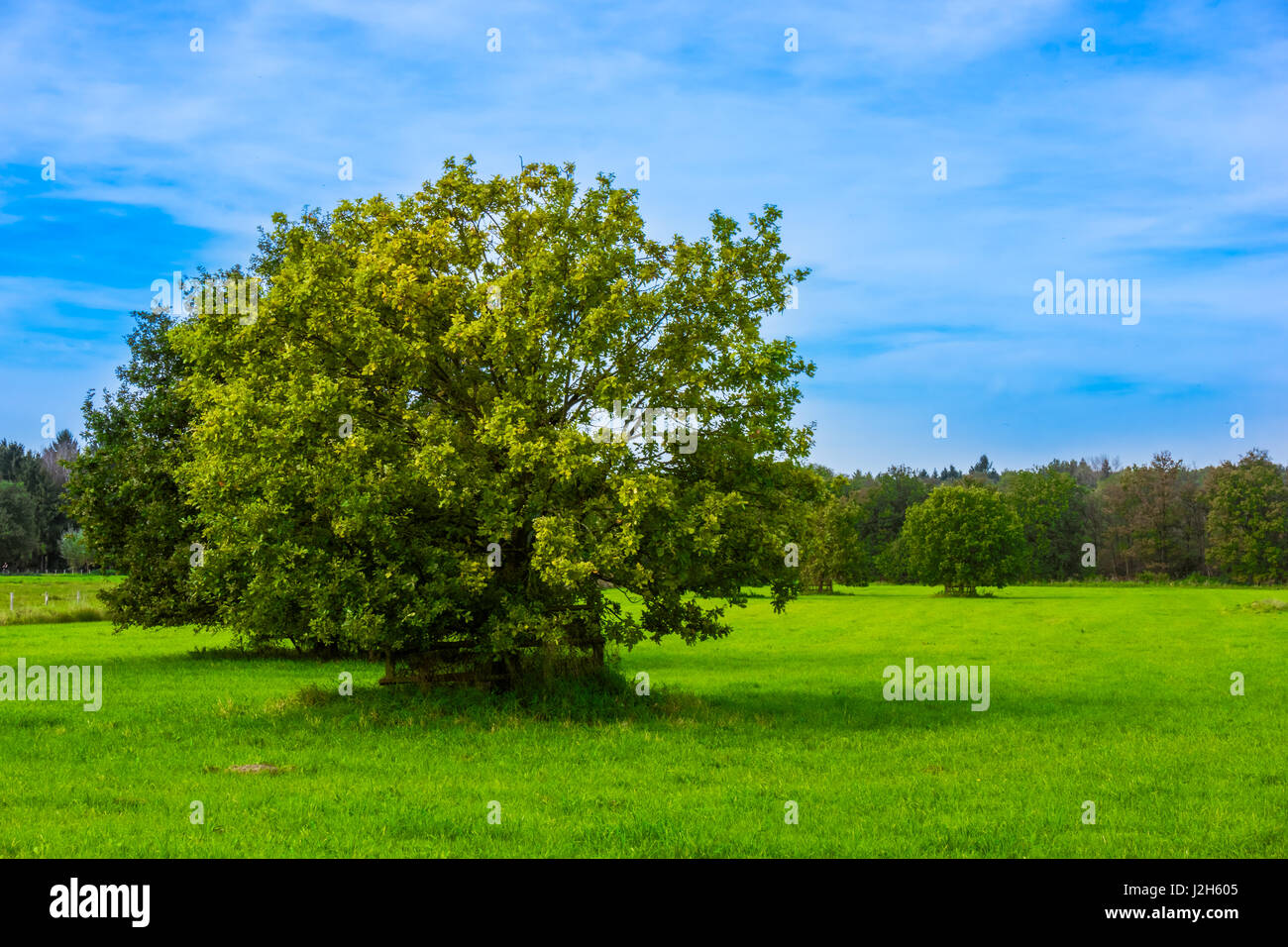 Field,tree and blue sky. oak tree Stock Photo - Alamy