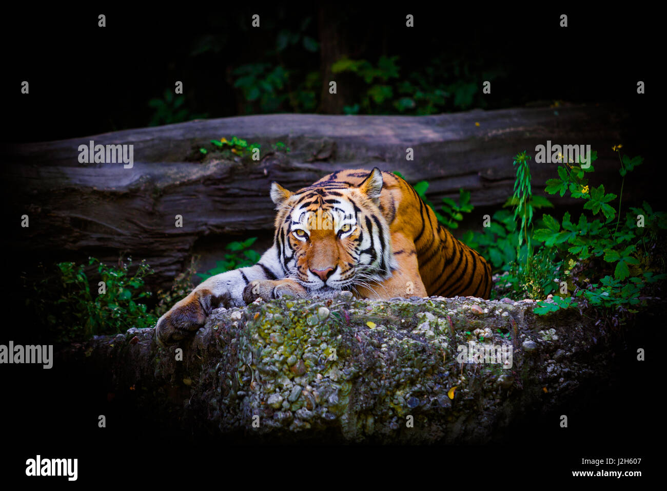 Tiger. Beautiful Tiger Portrait Stock Photo - Alamy