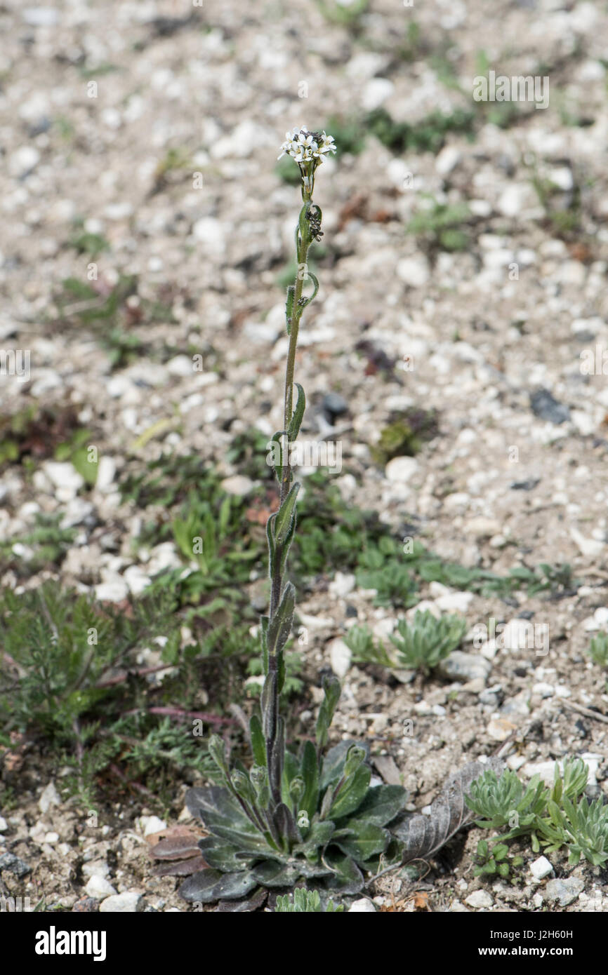 Hairy Rock Cress, Arabis hirsuta, Surrey, UK Stock Photo - Alamy