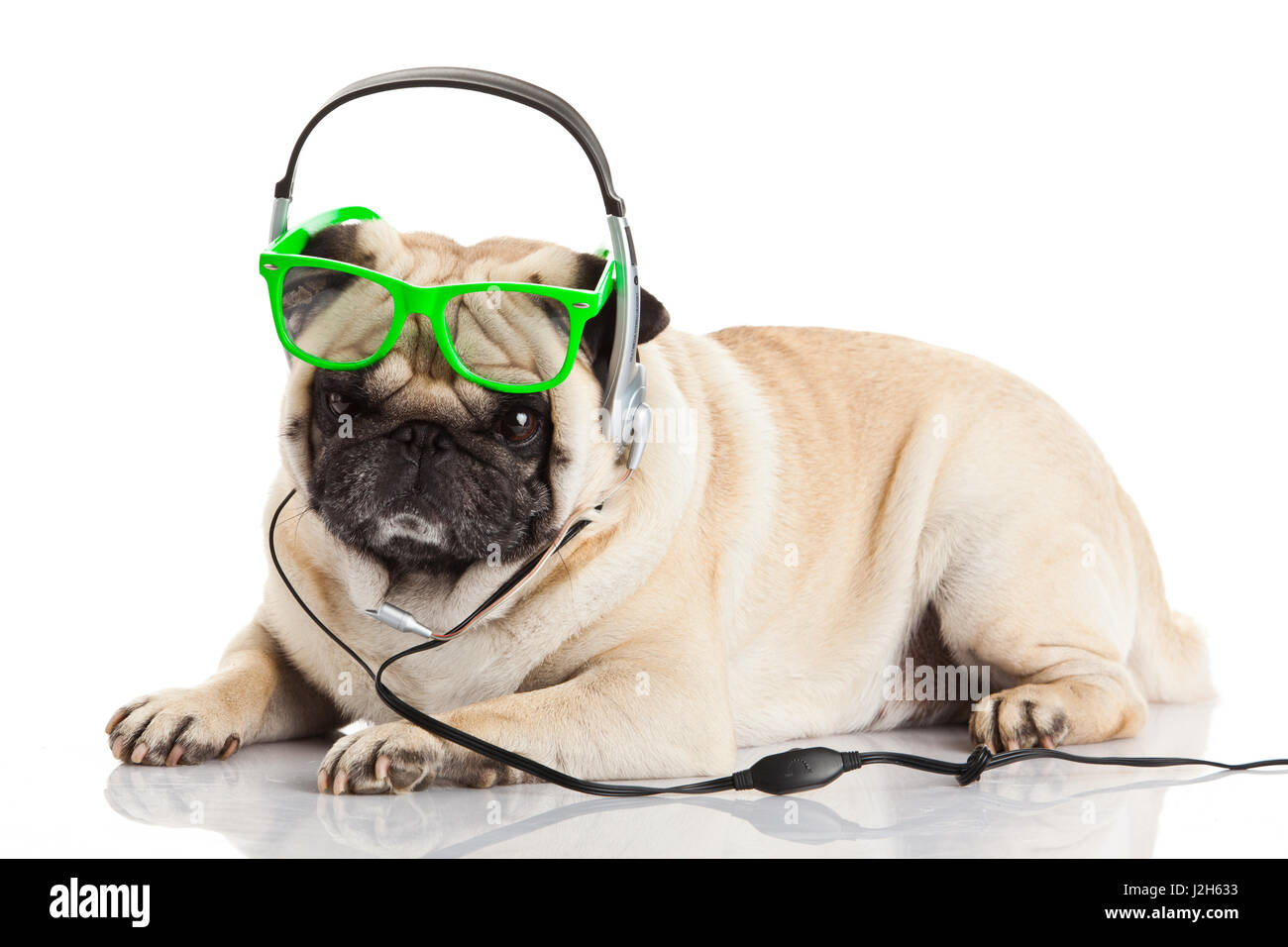 dog with headphones Stock Photo - Alamy