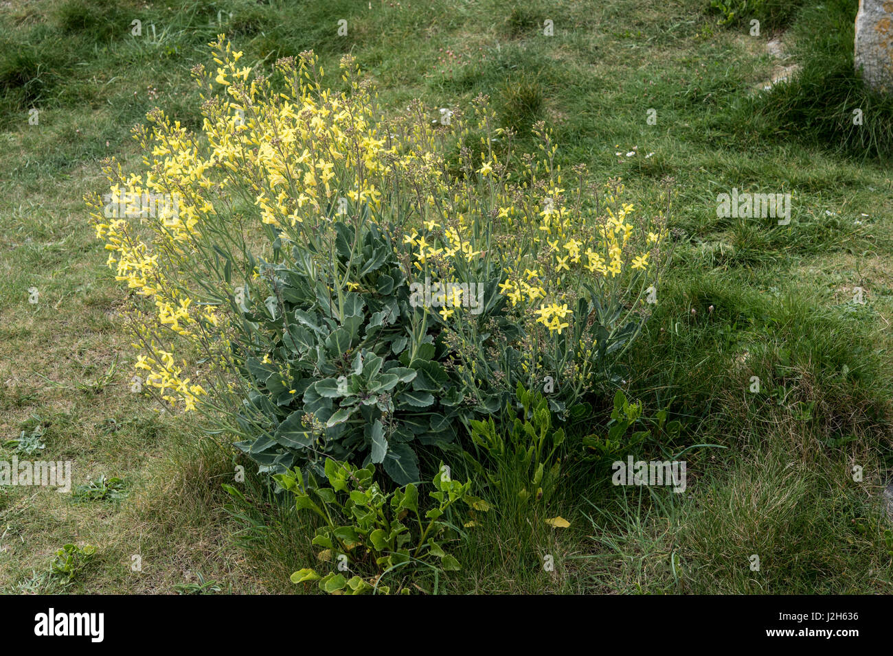 Wild Cabbage, Brassica oleracea, Dorset, UK Stock Photo - Alamy