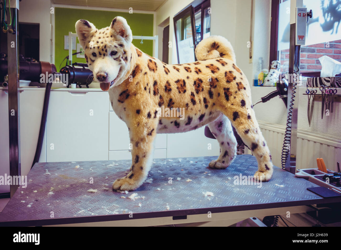 Dog on a grooming table. grooming table. Samoyed dog Stock Photo - Alamy