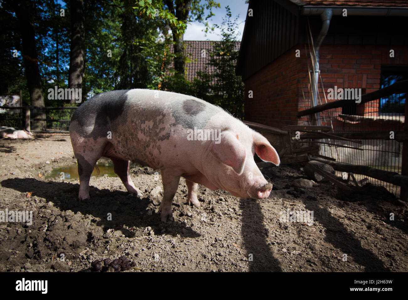 big pig on a farm Stock Photo - Alamy