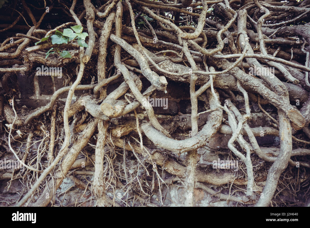 big tree root. Roots of old tree Stock Photo - Alamy