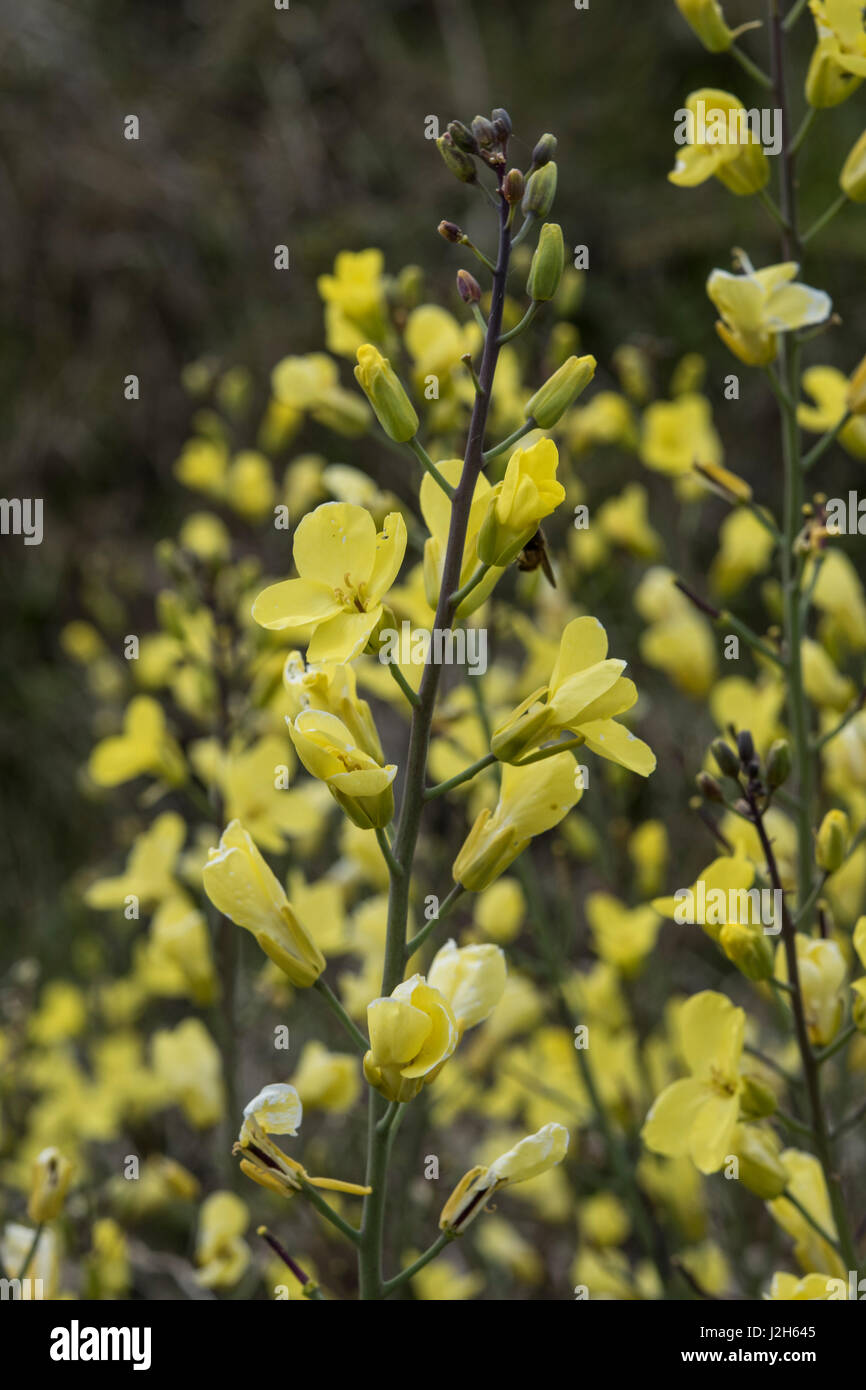Wild Cabbage, Brassica oleracea, Dorset, UK Stock Photo - Alamy