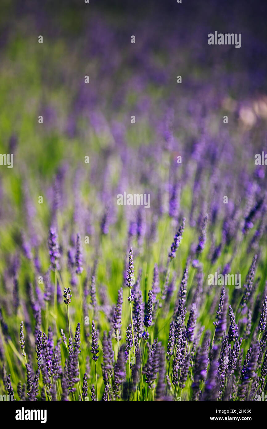Lavender Flowers. Summer season. Close up Stock Photo - Alamy