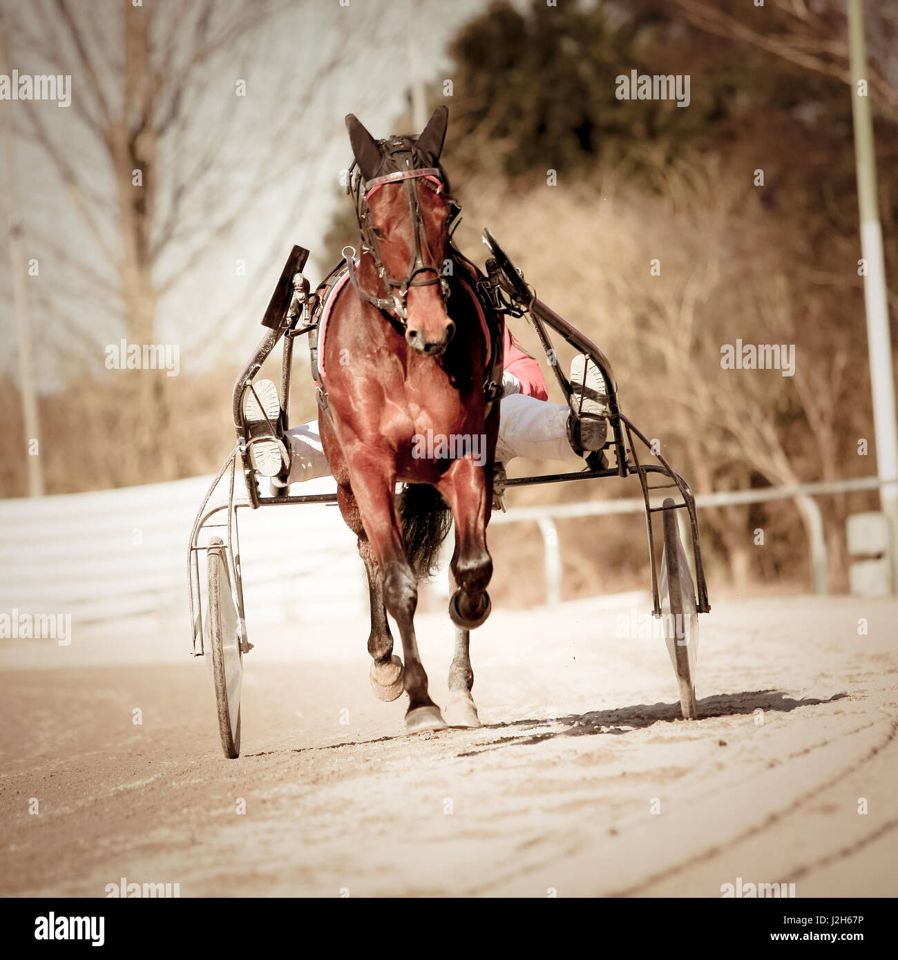 Harness Racing .horse Stock Photo - Alamy