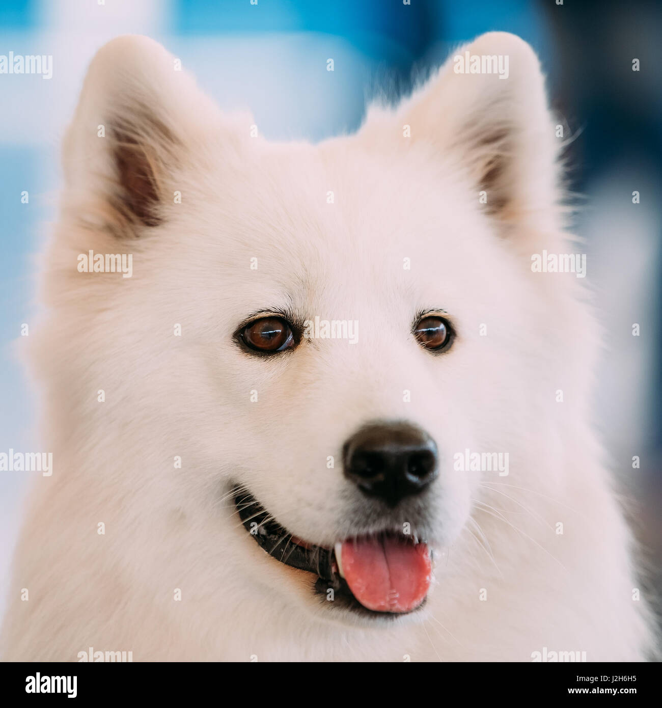 Samoyed dog eye hi-res stock photography and images - Alamy
