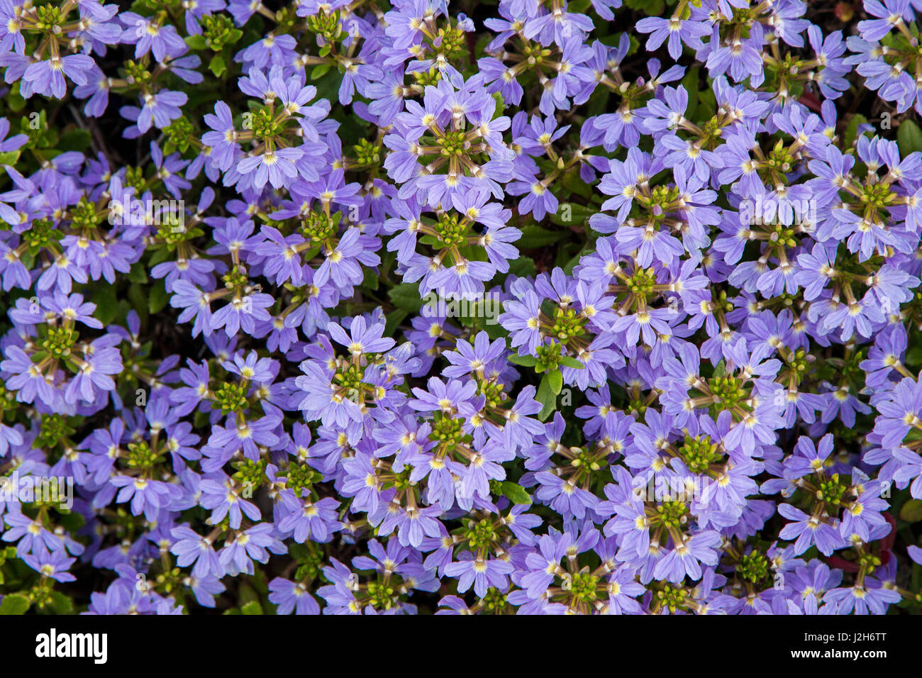 Mass of purple flowers Stock Photo - Alamy