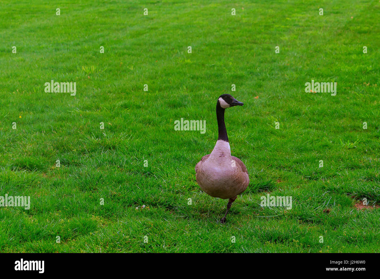 Amazing picture of Greylag geese n wilderness. The image perfectly ...