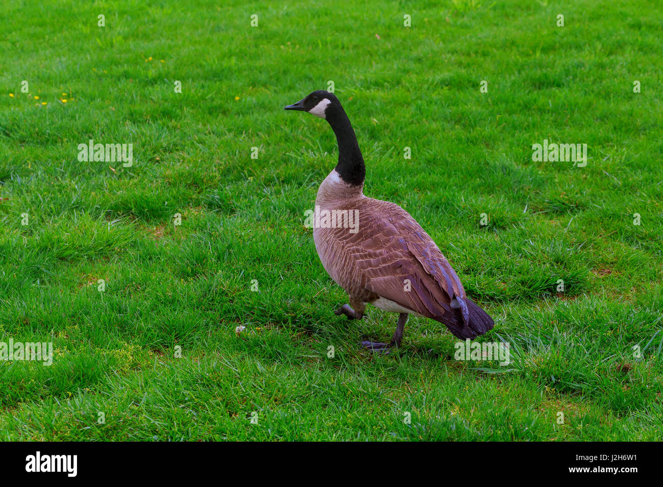 Amazing picture of Greylag geese n wilderness. The image perfectly ...