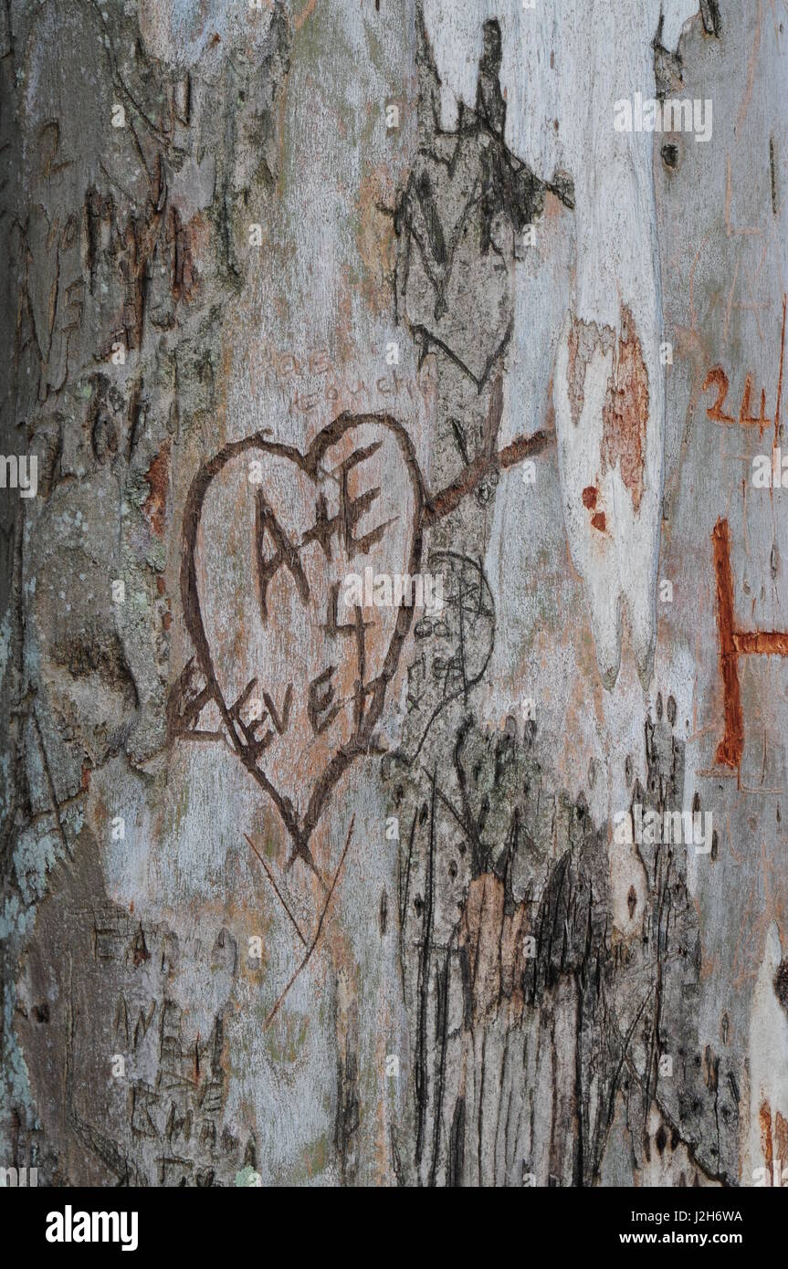 Love message engraved on a tree Stock Photo - Alamy