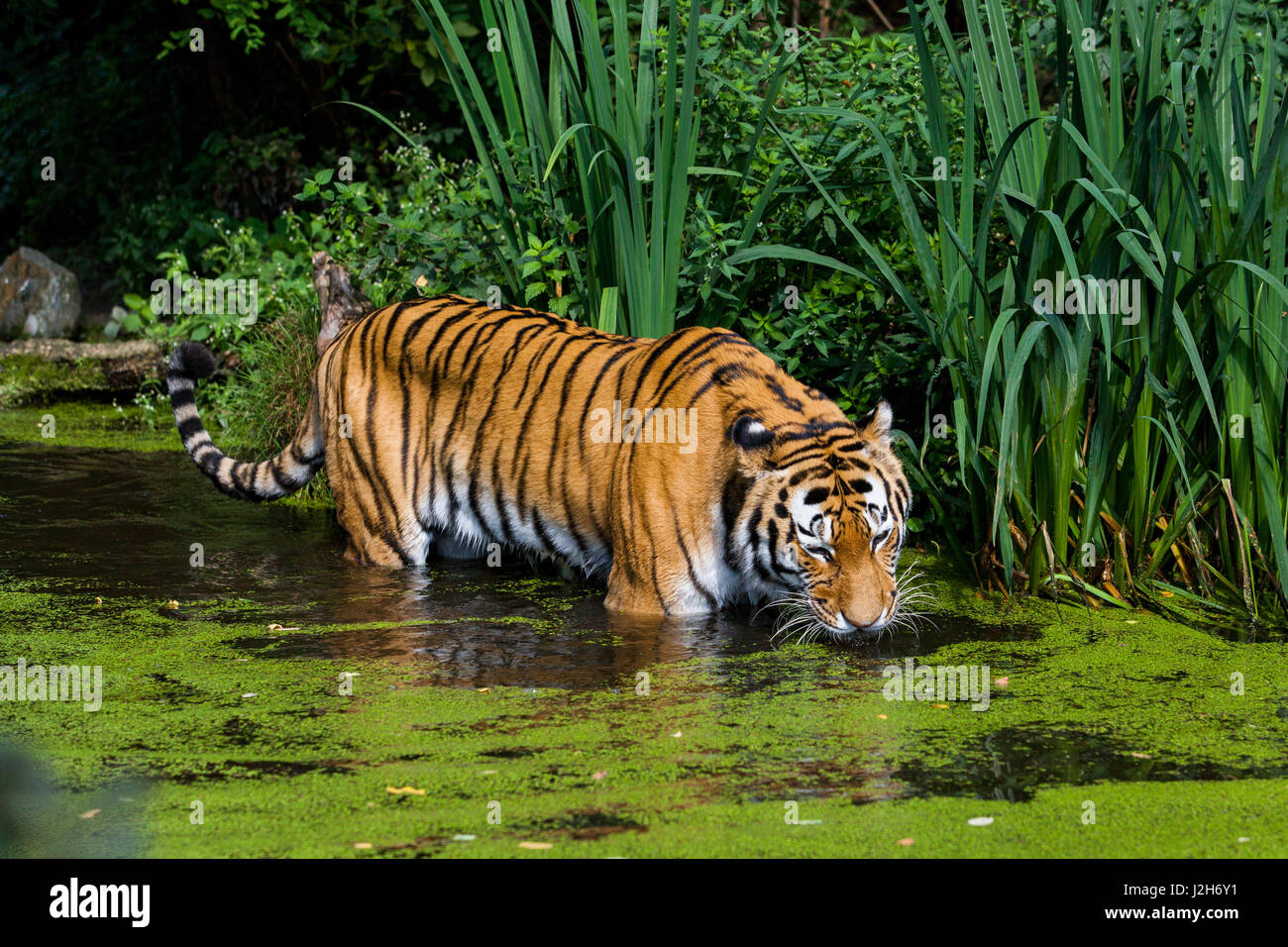 Tiger in Water Stock Photo - Alamy