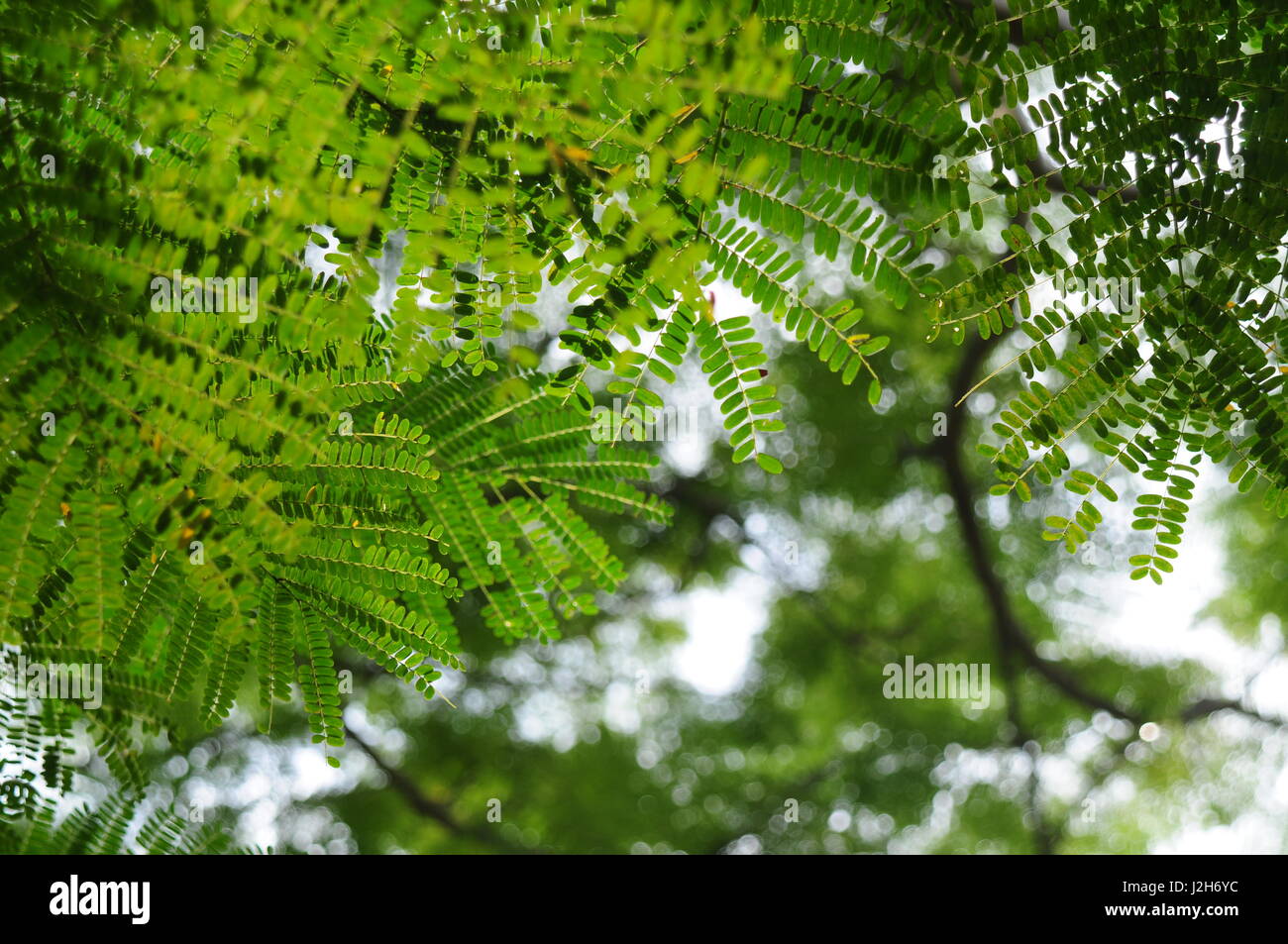 Delonix regia, flamboyant tree, Royal poinciana, flame tree Stock Photo ...