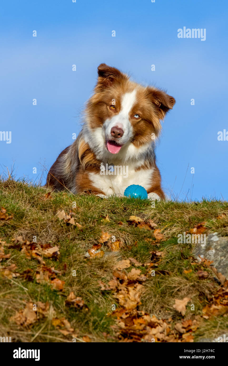 Happy border collie sheep dog with ball Stock Photo - Alamy