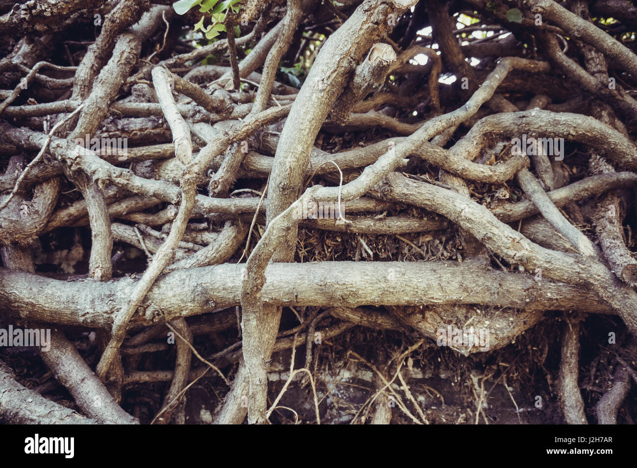 big tree root. Roots of old tree Stock Photo - Alamy