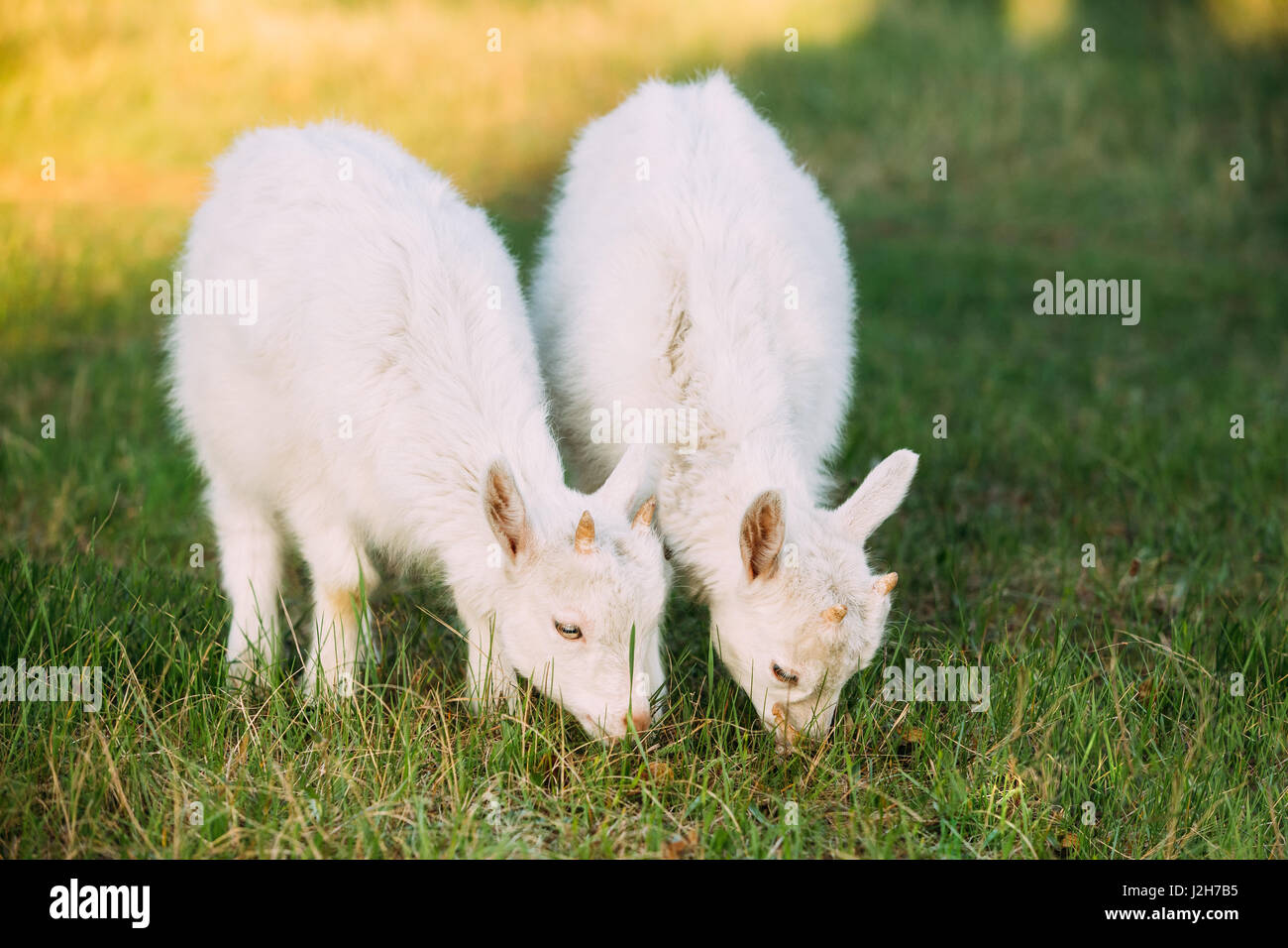 Two Kid Goat Grazing On Green Summer Grass On A Sunny Day Stock Photo ...