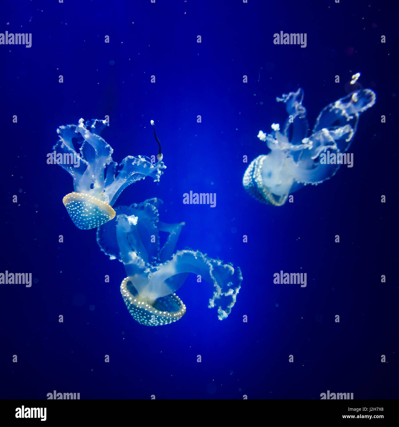 Jellyfish spain hi-res stock photography and images - Alamy