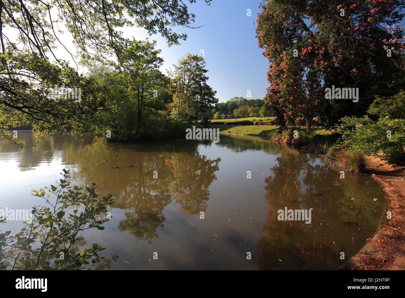 Spring, Queens Park Lake, Chesterfield town; Derbyshire; England; UK ...