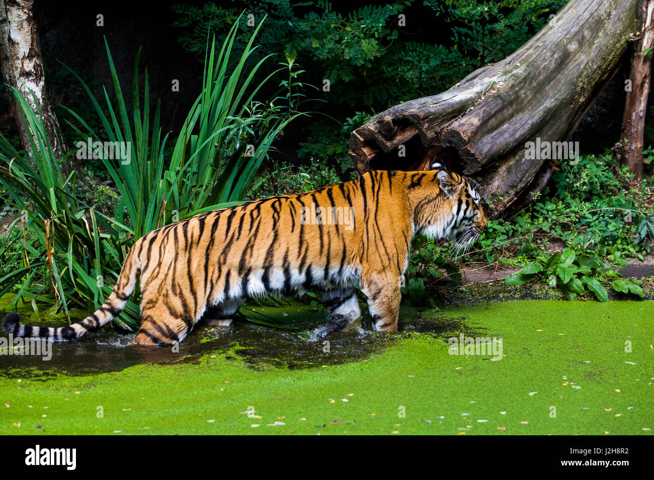 Tiger in Water Stock Photo - Alamy