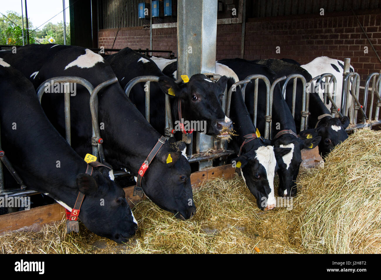 cows in a farm. Dairy cows in a farm Stock Photo - Alamy