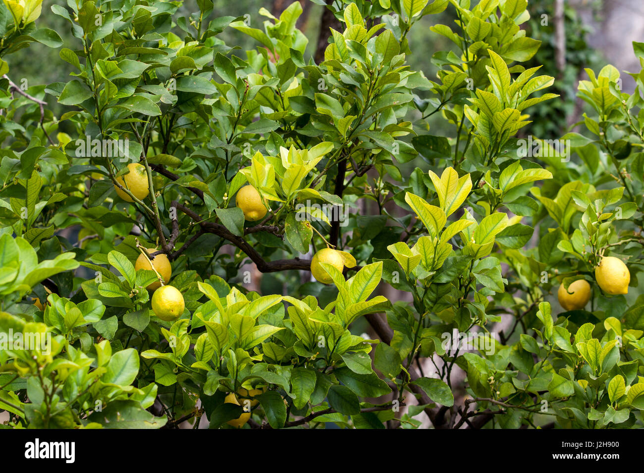 lemon tree. Bunch of ripe lemons Stock Photo - Alamy