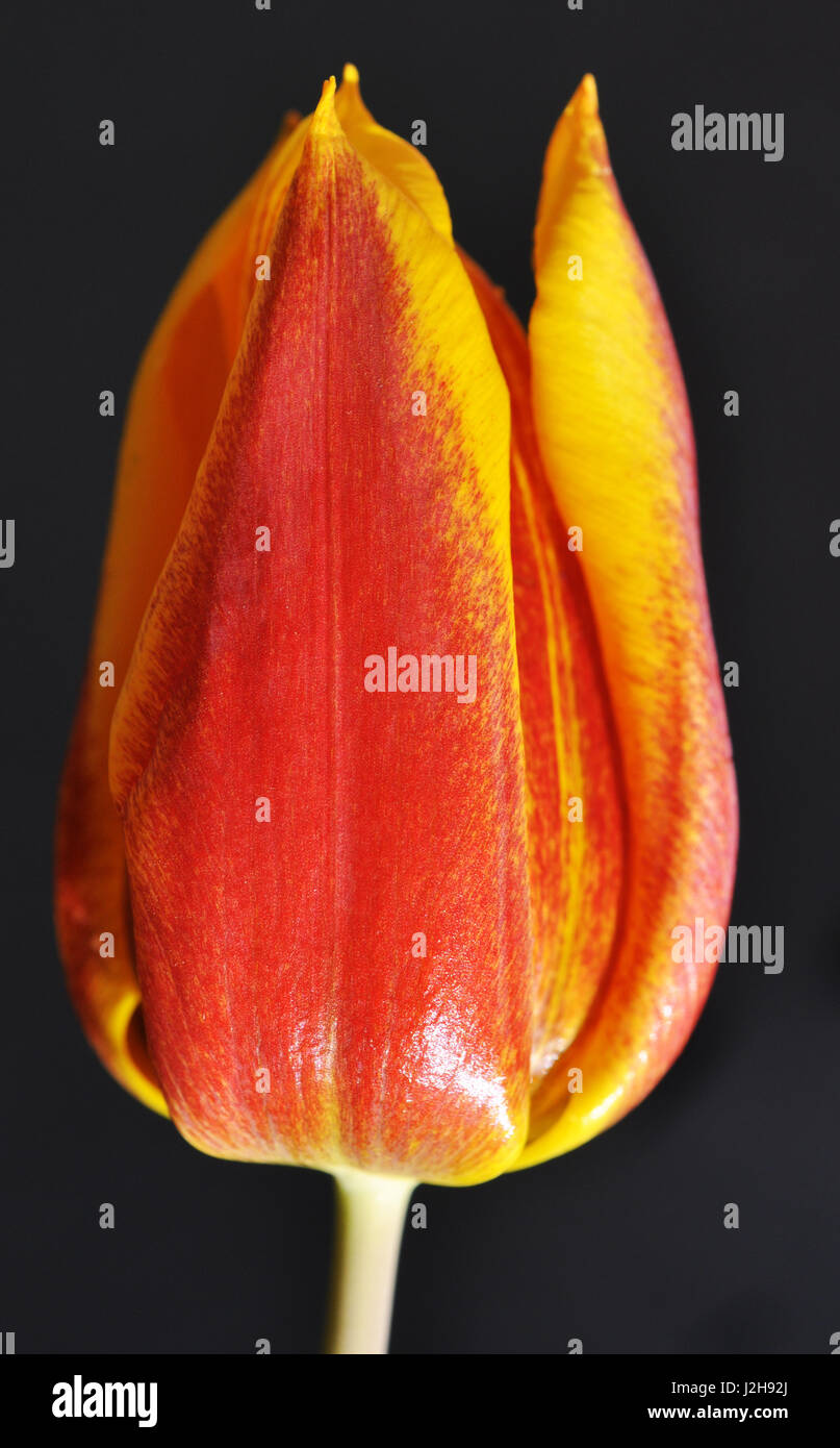 orange and yellow tulip Stock Photo - Alamy