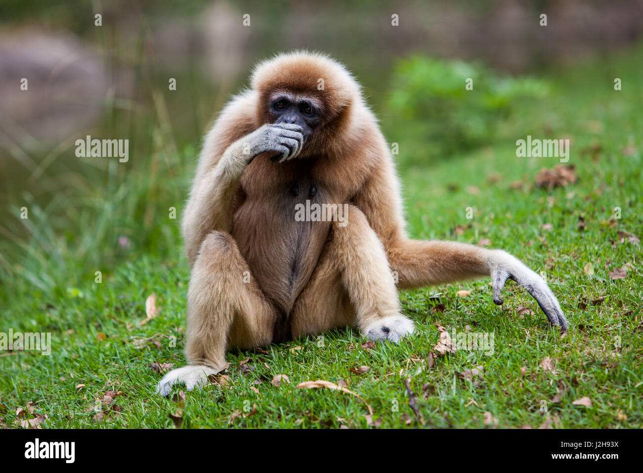 Golden Gibbon Stock Photos & Golden Gibbon Stock Images - Alamy